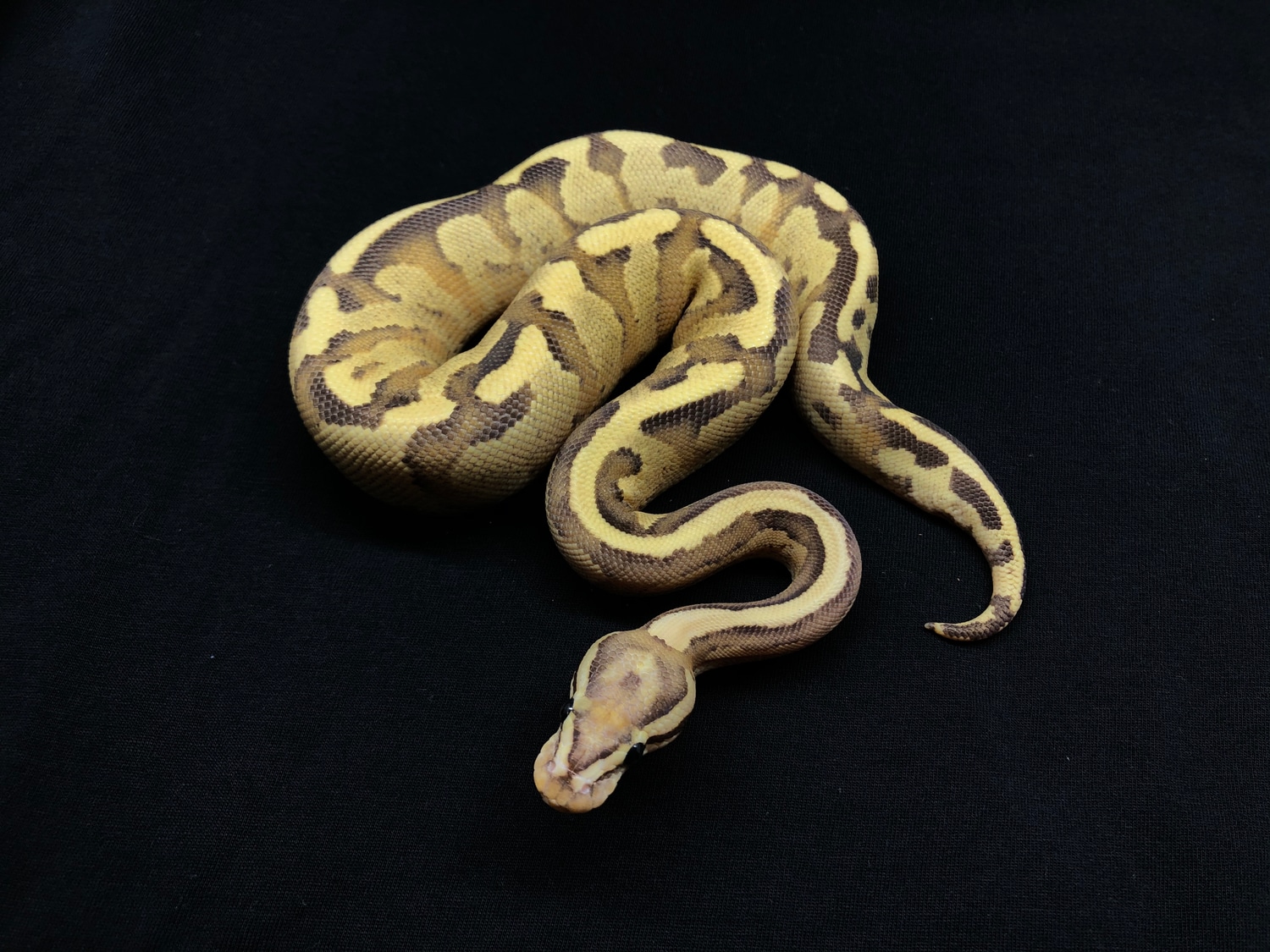 Disco Inferno Ball Python by Morphologix LLC - MorphMarket