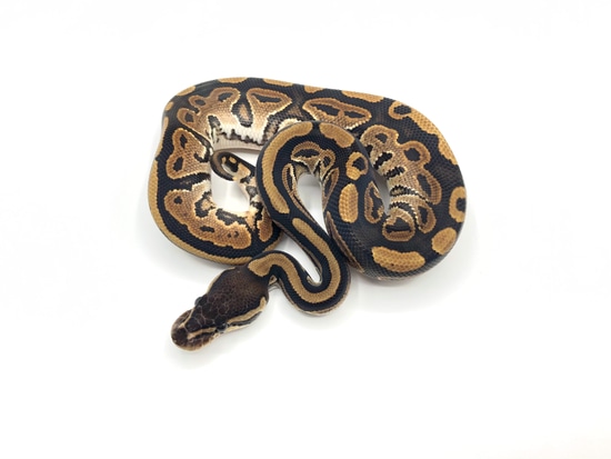 Black Pastel Het Pied Ball Python by Morphologix LLC