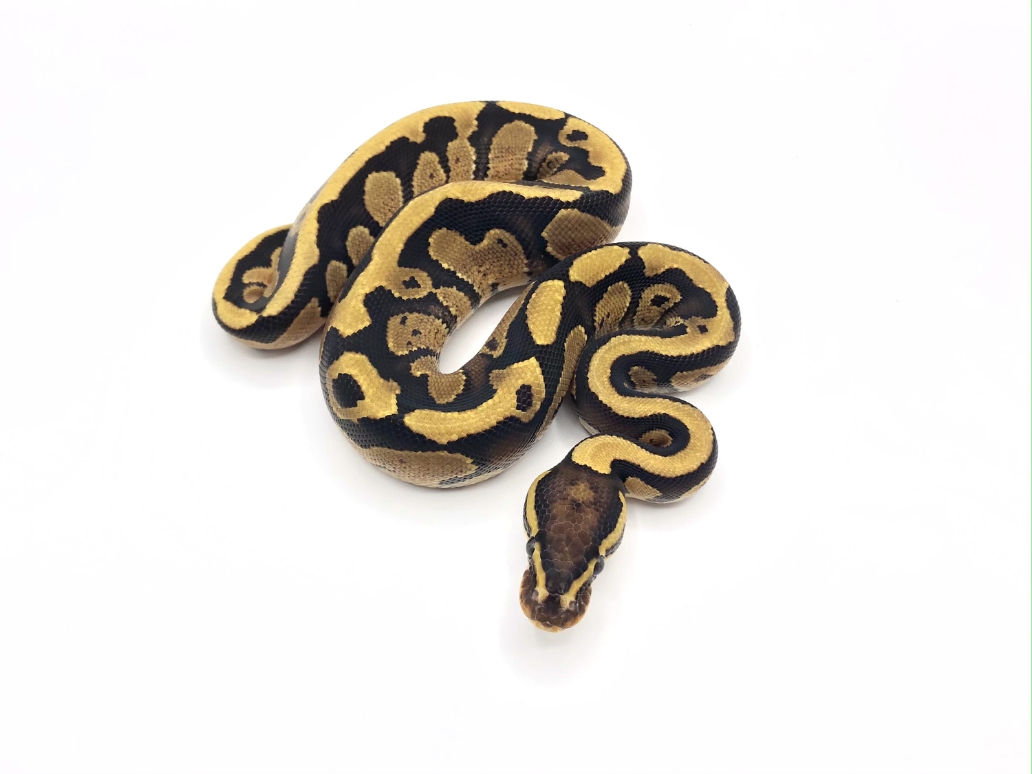 Harlequin Fire Dbl Het Cryptic Desert Ghost Ball Python by Morphologix ...