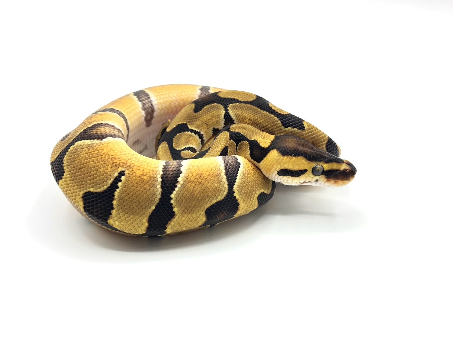 Enchi Blade Het Clown Possible Red Stripe Ball Python by Morphologix ...