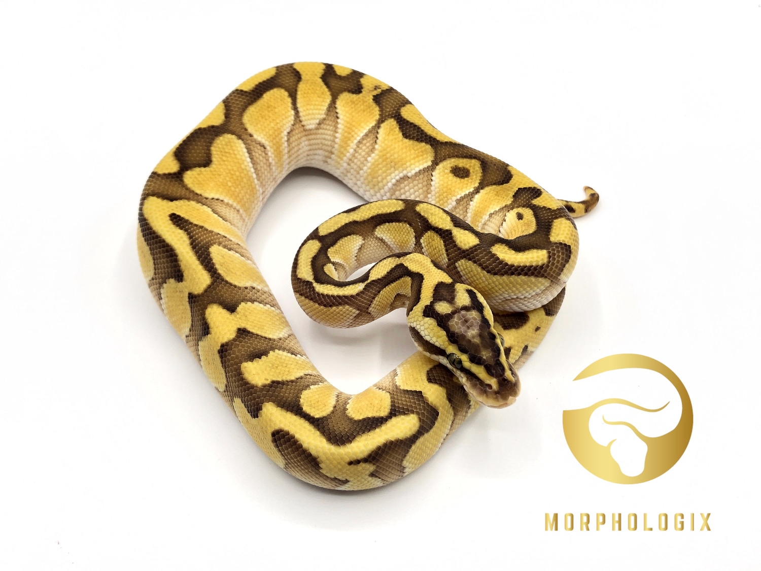 Pastel Enchi Butter Blade Prob. Red Stripe Het Clown Ball Python by ...