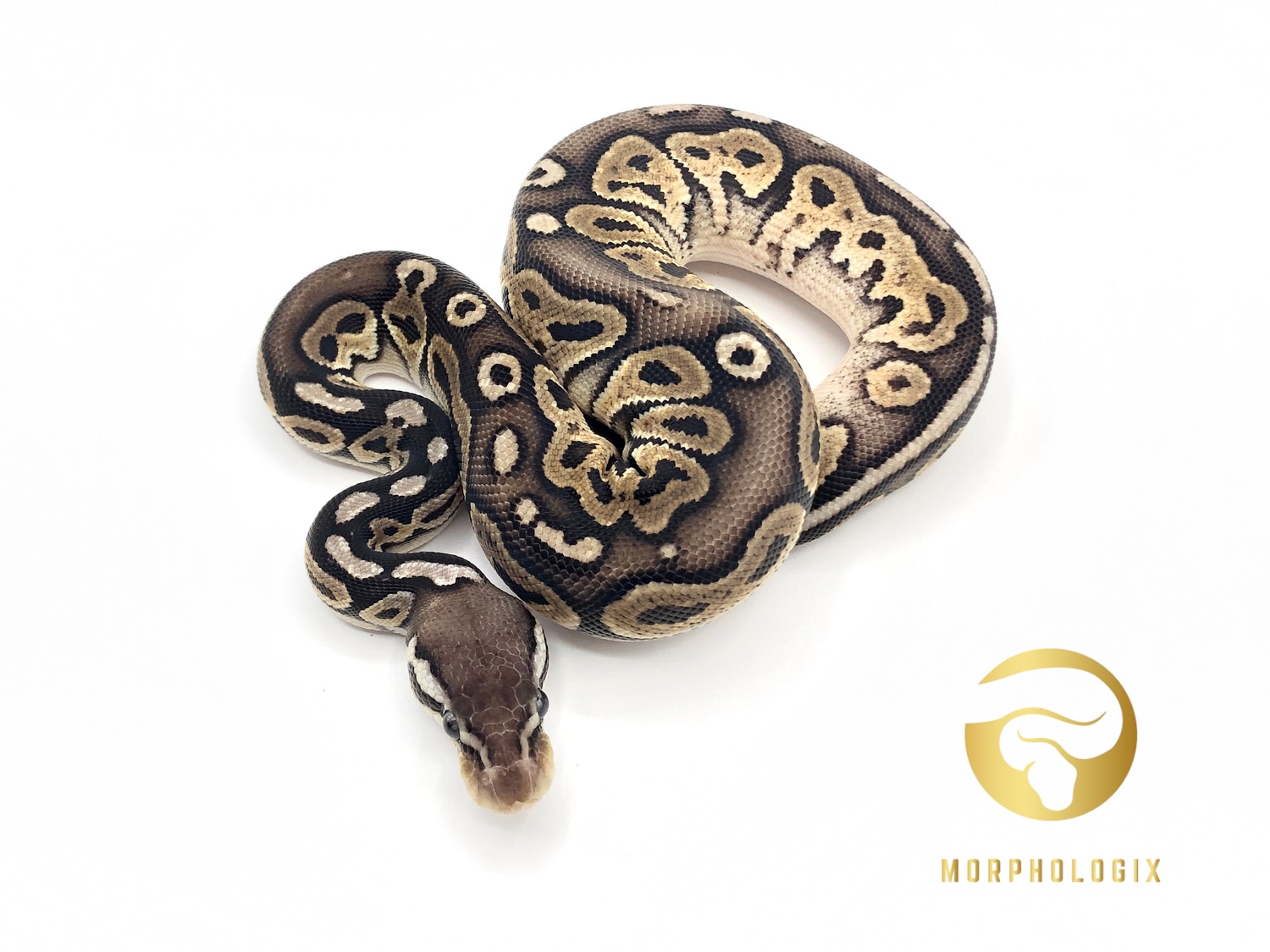 Black Pewter Het Pied Ball Python by Morphologix LLC - MorphMarket
