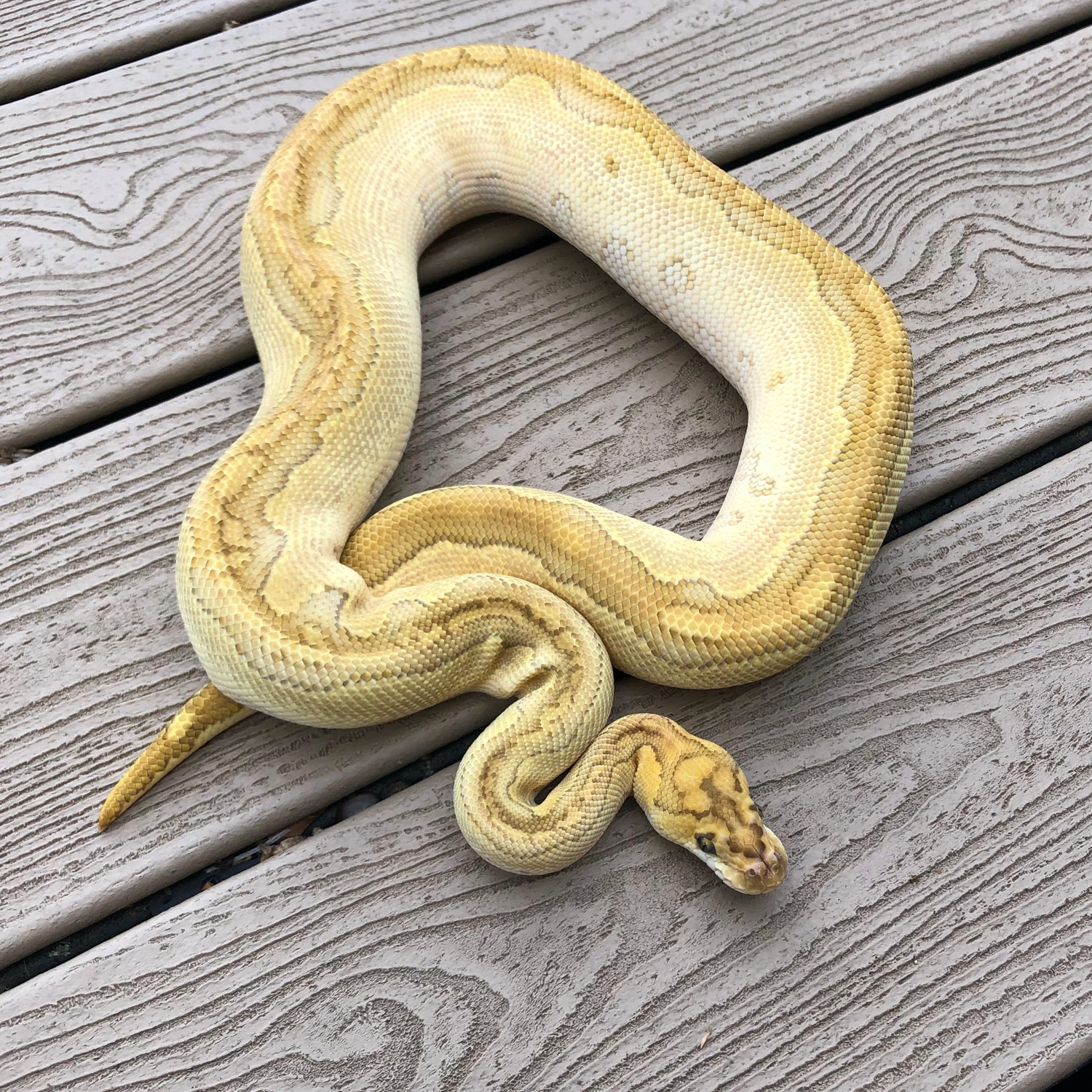 Redstripe Butter Clown Breeder Ball Python by Morphologix LLC - MorphMarket