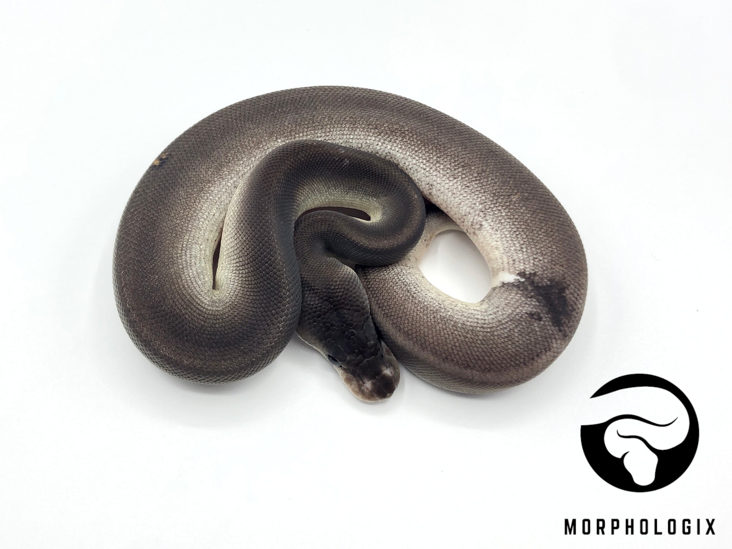 8Ball Het Pied Ball Python by Morphologix LLC - MorphMarket