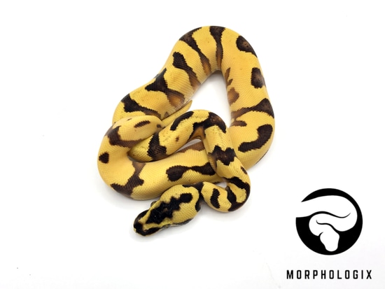 Super Enchi OD YB Firefly Het Pied Poss Leopard Ball Python by ...