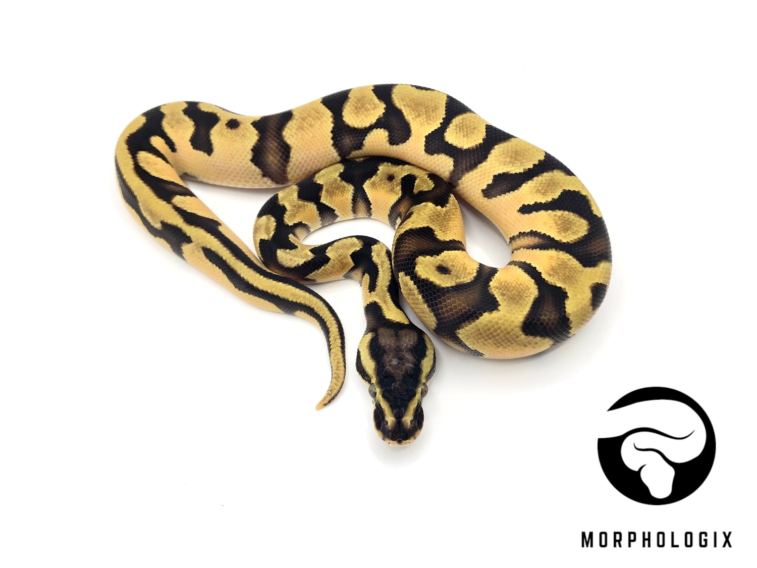 OD Pastel Enchi Het Pied Poss YB Ball Python by Morphologix LLC ...