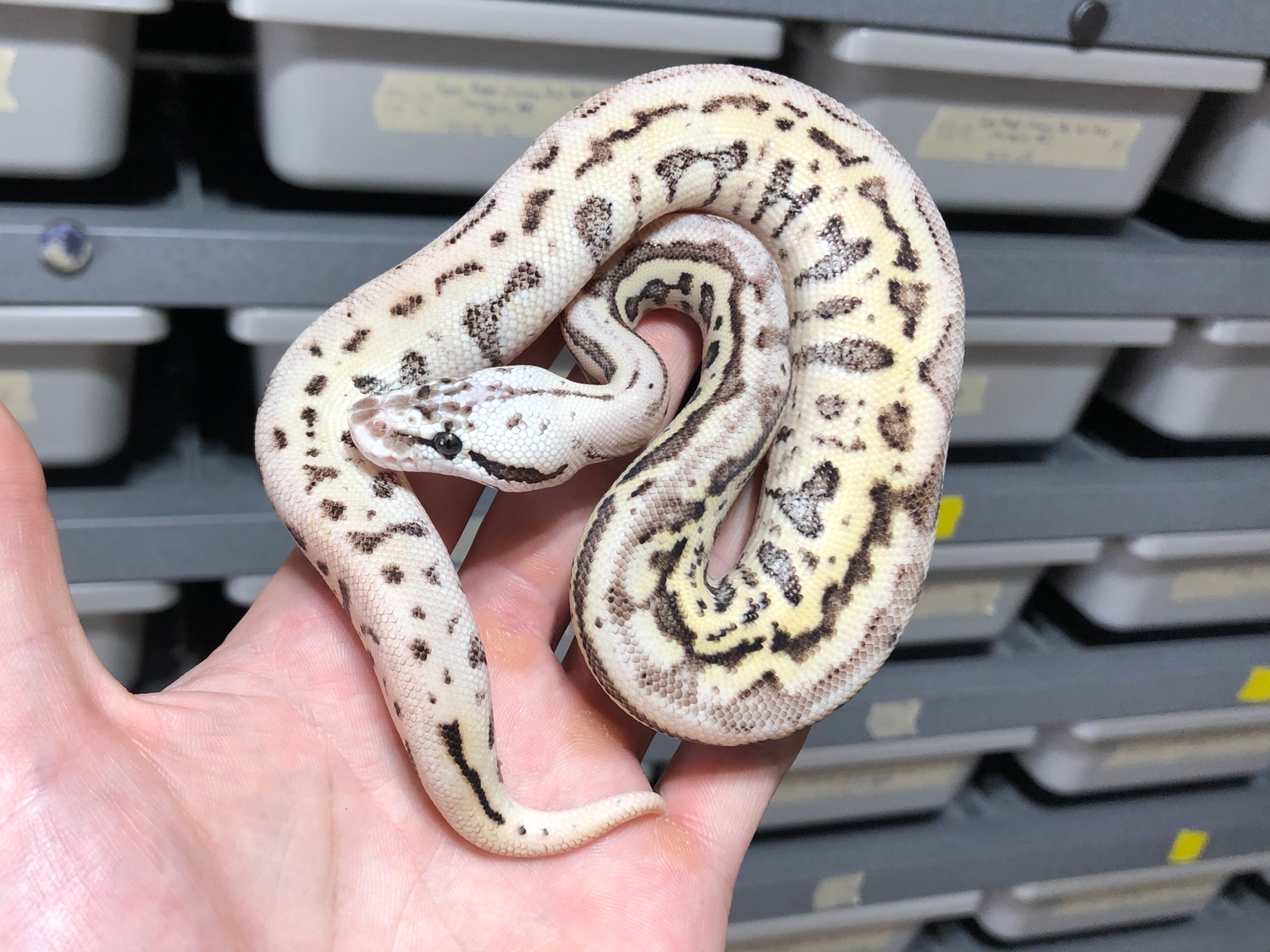 Pastel Leopard Spotnose Yellow Belly Redhead 66% Het Clown Ball Python ...