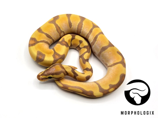 Orange Dream Enchi Banana Het Pied (Poss YB) Ball Python by Morphologix LLC