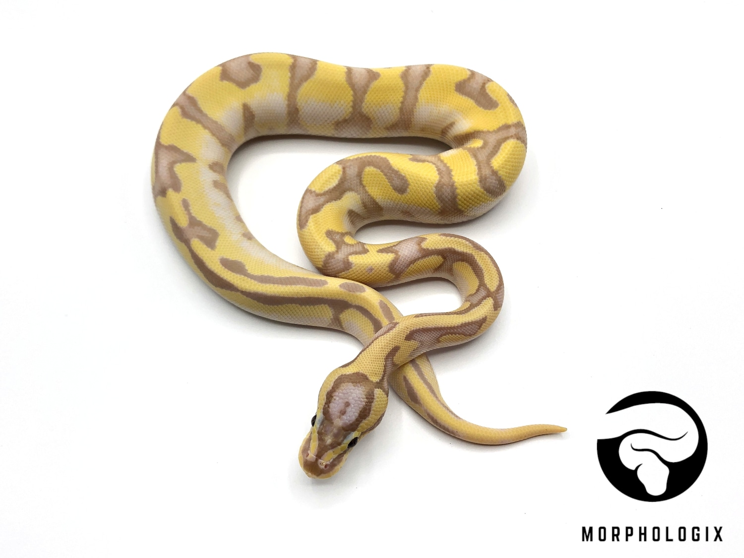 OD Enchi Banana Firefly Het Pied (Poss YB) Ball Python by Morphologix ...