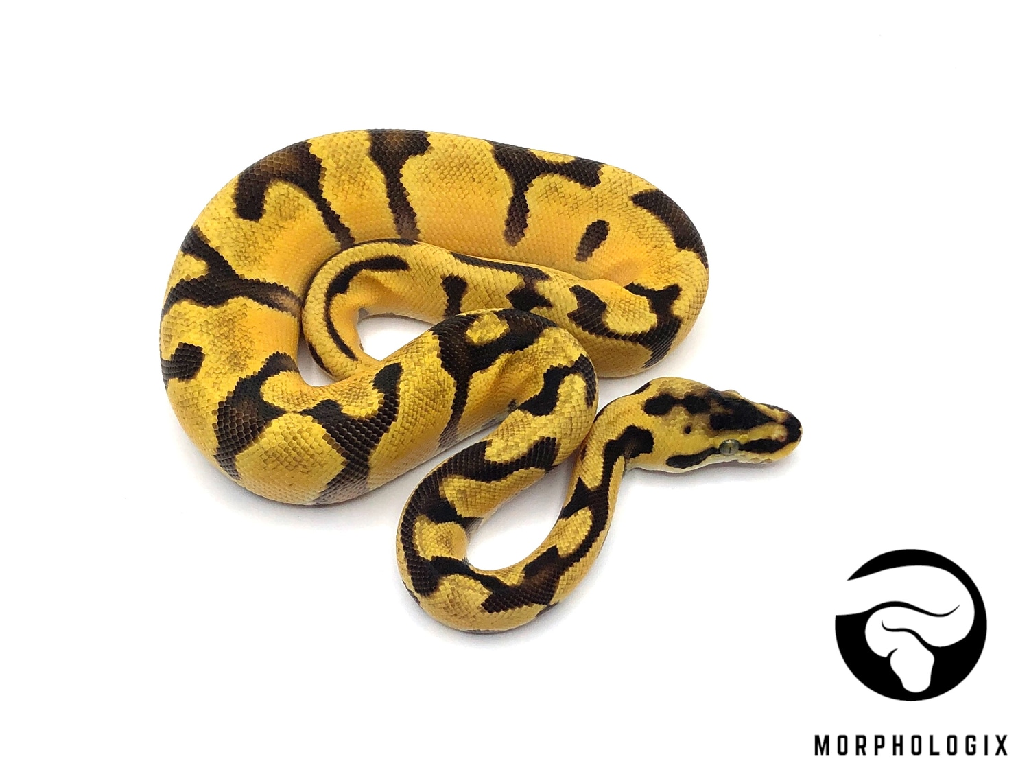 OD Super Enchi Pastel Het Pied Ball Python by Morphologix LLC - MorphMarket