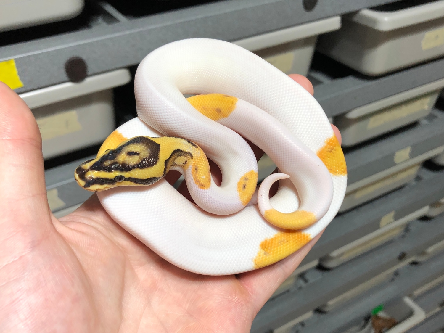 OD Enchi Firefly Leopard Pied Ball Python by Morphologix LLC - MorphMarket