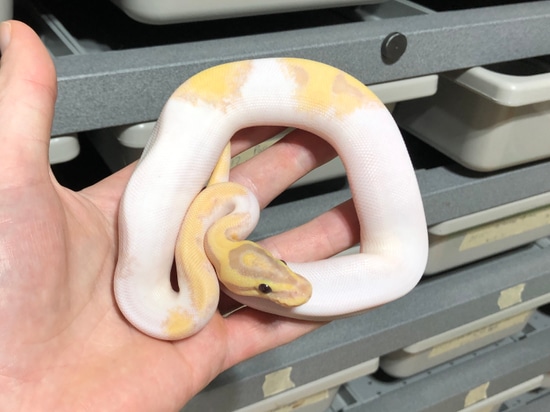 OD Enchi Banana Fire Pied Prob YB Ball Python by Morphologix LLC