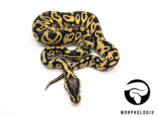 PAIR Double Het Cryptic DG 50% Het Pied Ball Python by Morphologix LLC