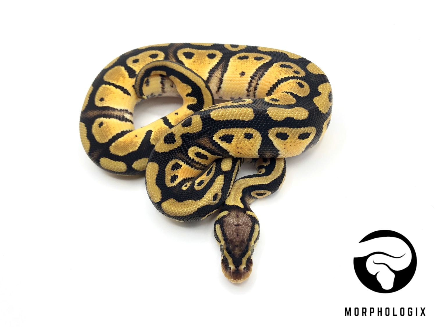 Pastel Triple Het DG Clown Pied Ball Python by Morphologix LLC ...