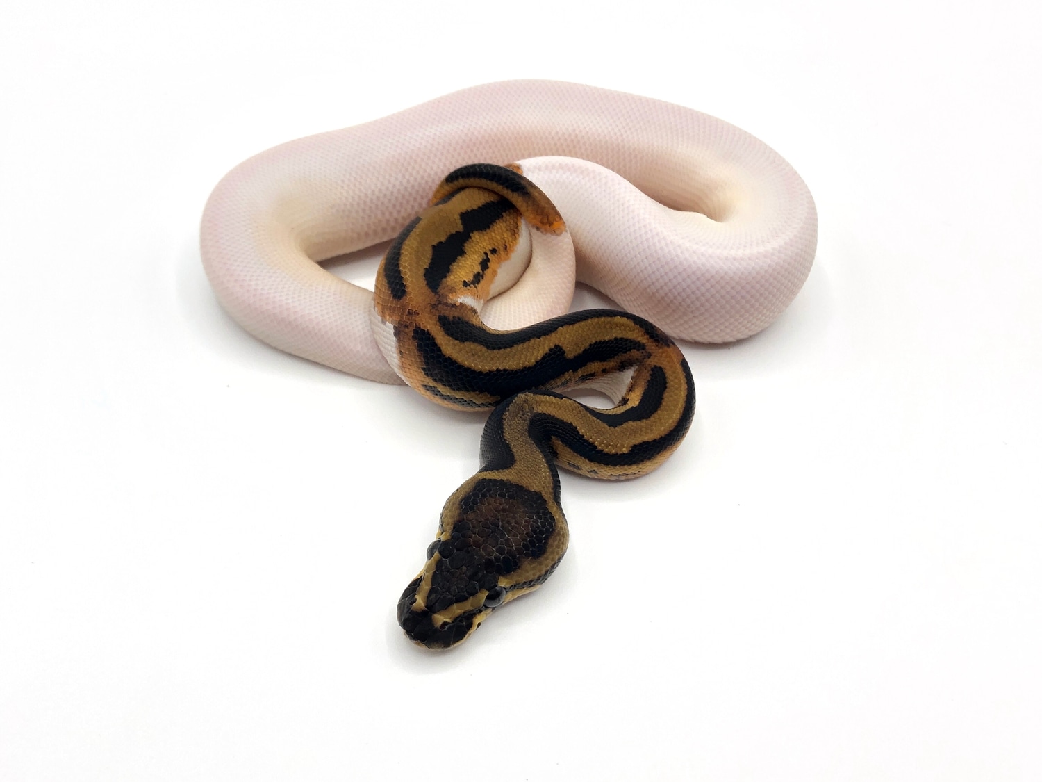 Leo Pied Het Clown Poss Super Leo Ball Python by Morphologix LLC ...