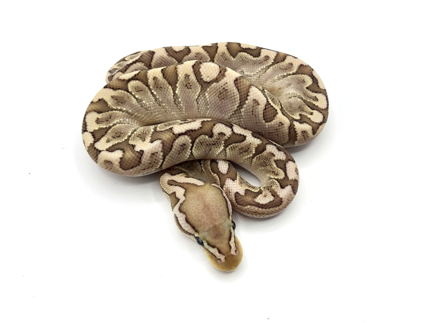 Pastel Bamboo DH Desert Ghost Clown Ball Python by Morphologix LLC ...