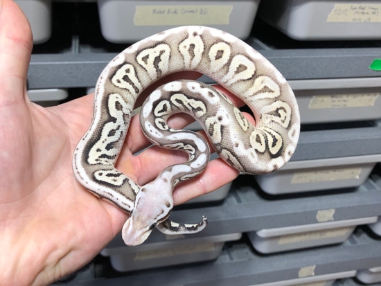 Pewter Desert Ghost Het Amur (Het Cryptic) Poss Harlequin Ball Python ...