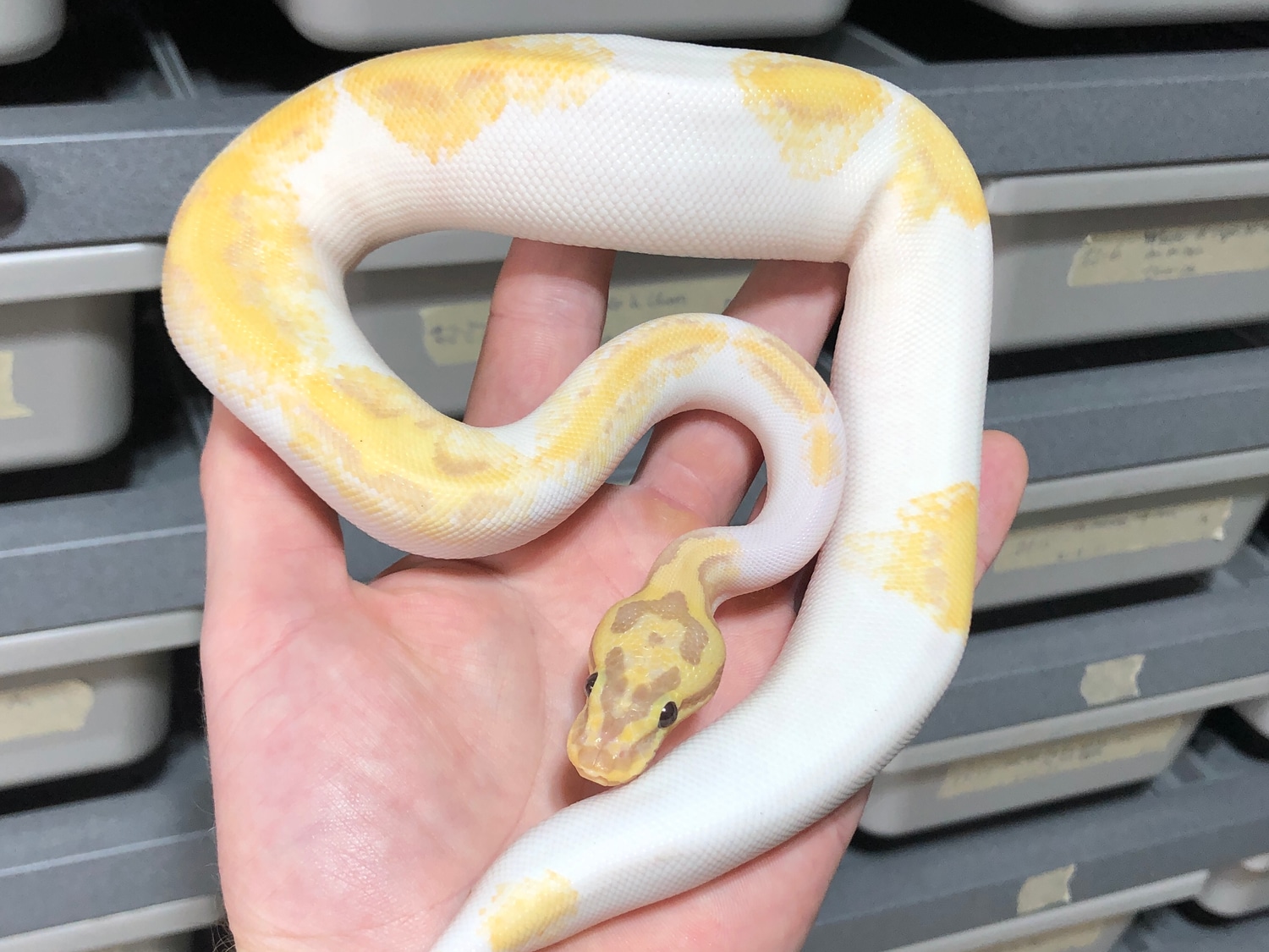 OD Enchi Banana Leo Pied (Poss YB) Ball Python by Morphologix LLC ...