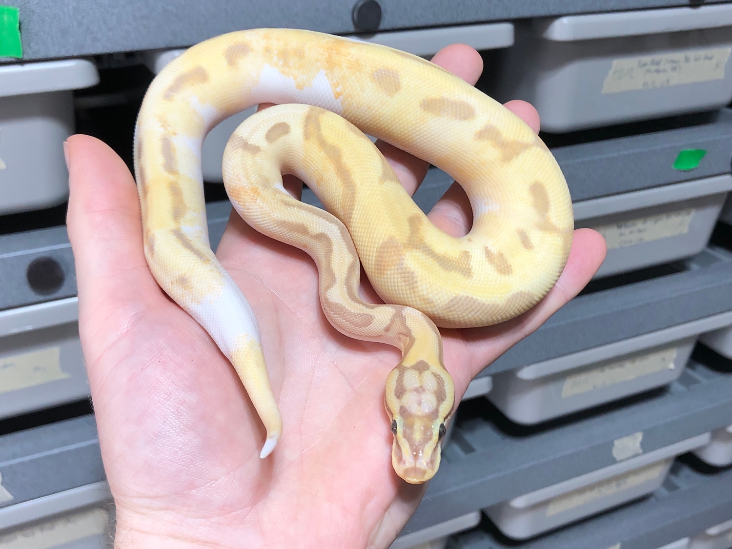 OD Enchi Banana YB Pastel Banana Pied Ball Python by Morphologix LLC ...
