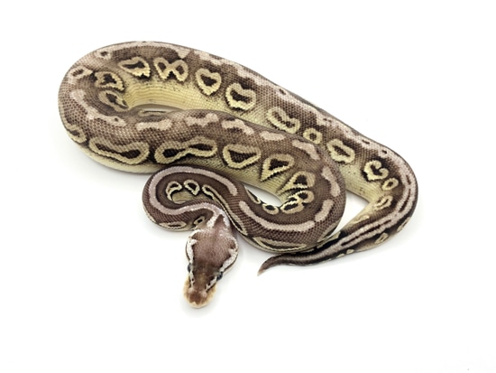 Pewter Harlequin DH Cryptic Desert Ghost (Poss YB/Specter) Ball Python ...