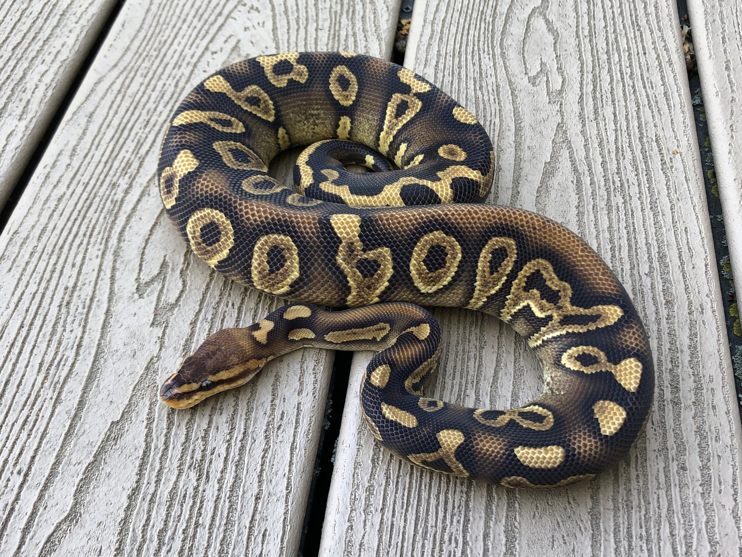 Wookie Raven Vanilla Het Clown Ball Python by Morphologix LLC - MorphMarket