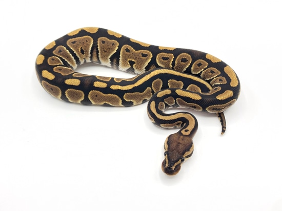 Redhead Het Clown Ball Python by Morphologix LLC