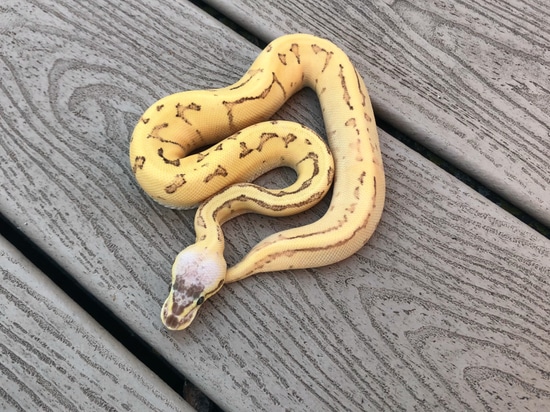 Super OD Dragonfly YB Proven Breeder Ball Python by Morphologix LLC