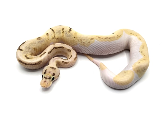 OD Disco Inferno Spider Het Clown Ball Python by Morphologix LLC