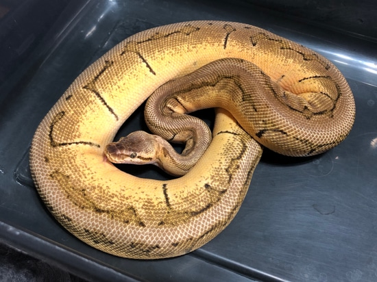 OD Lemonblast 50% Het Cryptic Breeder Ball Python by Morphologix LLC