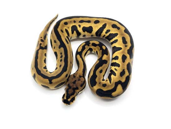 Leo Spotnose Het Clown (Pos Super Leo) Ball Python by Morphologix LLC