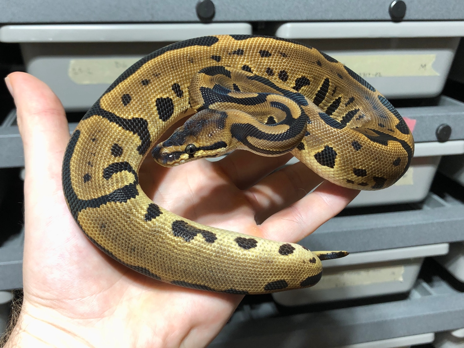 Leopard DH Clown Pied Poss Super Leo Ball Python by Morphologix LLC ...