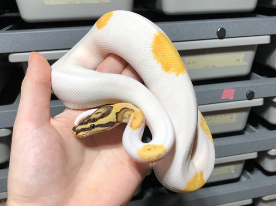 OD Enchi Firefly Leopard Pied Ball Python by Morphologix LLC