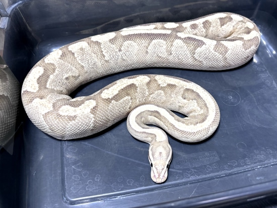 Disco Inferno Breeder Ball Python by Morphologix LLC