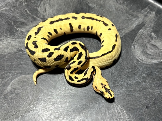 Lace Fire Batman Ball Python by Morphologix LLC