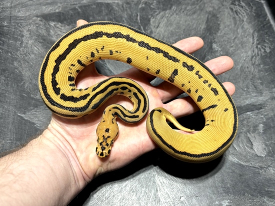 Batman (Pos YB, Pos Super Leopard) Ball Python by Morphologix LLC