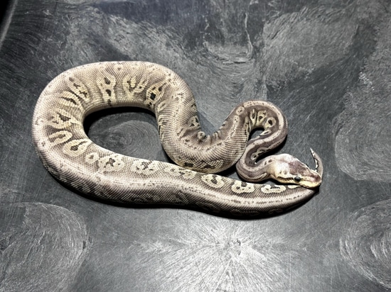 Harlequin Pewter (YB) Het Cryptic Het Desert Ghost Ball Python by ...