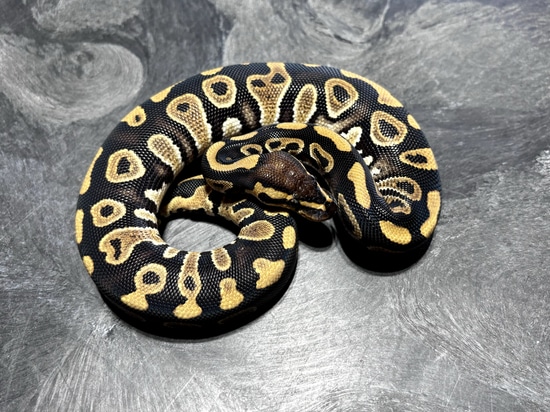 Wookie/Raven 66% Het Clown Ball Python by Morphologix LLC