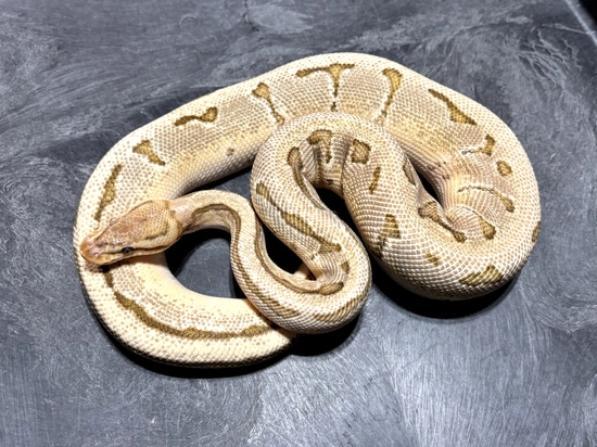 OD YB Fire Pinstripe Het DG 50% Het Cryptic Breeder Ball Python by Morphologix LLC