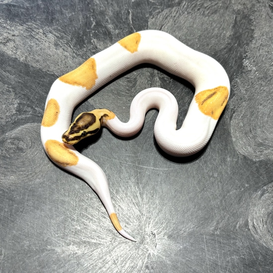 OD Enchi Fire Leopard Pied Ball Python by Morphologix LLC