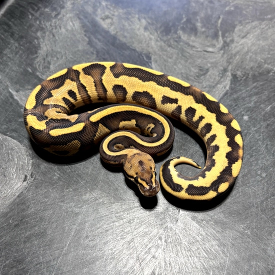 Redhead Fire YB Leopard Het Clown Ball Python by Morphologix LLC