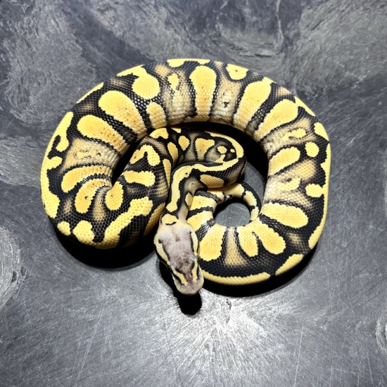 Stranger Vanilla Pastel Desert Ghost Ball Python by Morphologix LLC