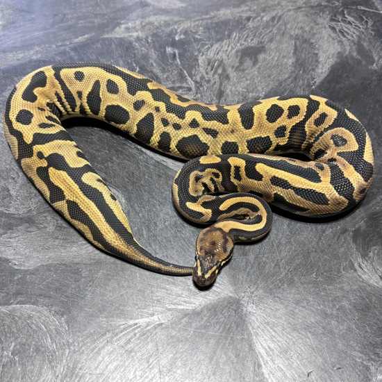 Leopard DH Clown Pied (Poss Super Leo) Ball Python by Morphologix LLC