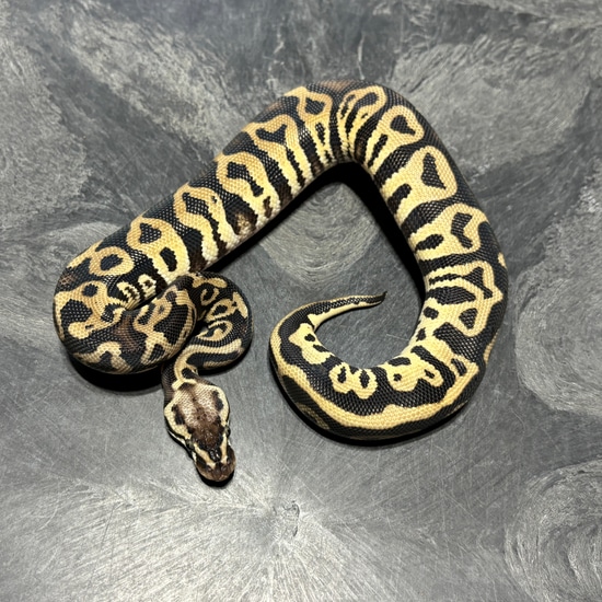 Firefly Leopard Het Clown Ball Python by Morphologix LLC