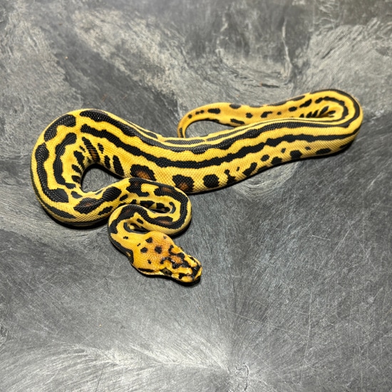 Leopard Spotnose YB Triple Het DG Cryptic Clown Ball Python by ...