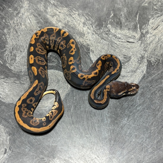 Black Pastel Acid Het Desert Ghost Ball Python by Morphologix LLC