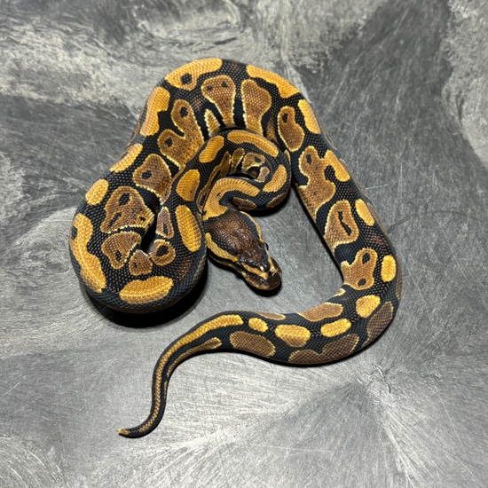Het Paint Het Clown Ball Python by Morphologix LLC
