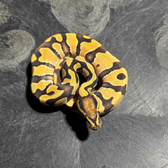 OD Enchi DG Het Cryptic Ball Python by Morphologix LLC