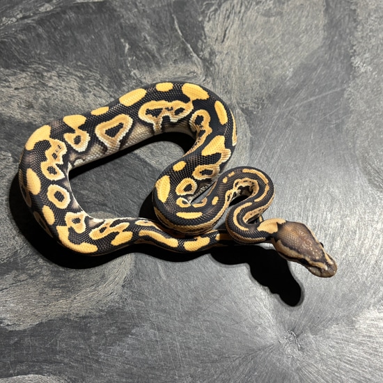 Cinnamon Cryptic Desert Ghost (Poss Harlequin) Ball Python by ...