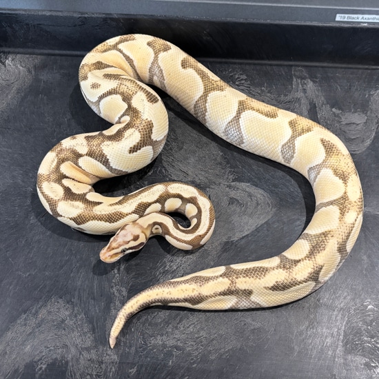 Pastel Enchi Desert Ghost (Chocolate) Proven Breeder! Ball Python by ...