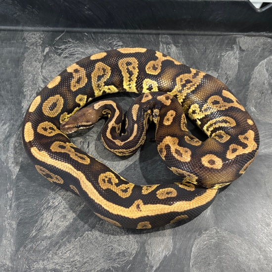 Acid Black Pastel Het DG Het Hypo Proven Breeder Ball Python by ...